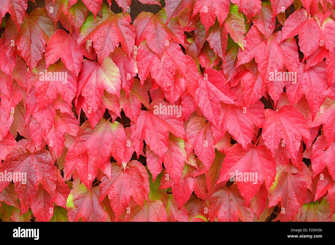 Autumn grape leaves Stock Photo - Alamy