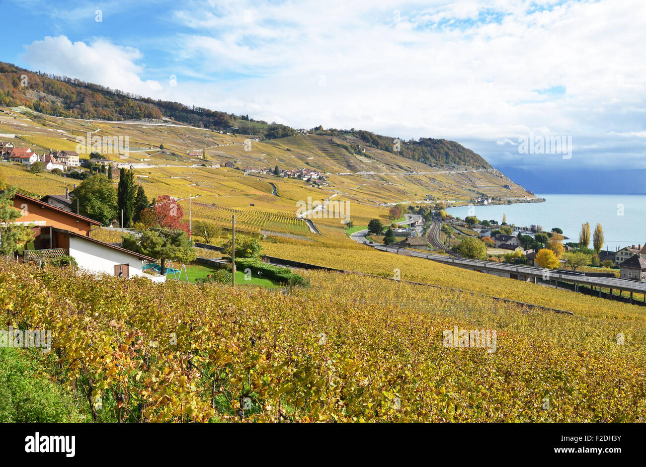 Vineyards in Lavaux region, Switzerland Stock Photo - Alamy