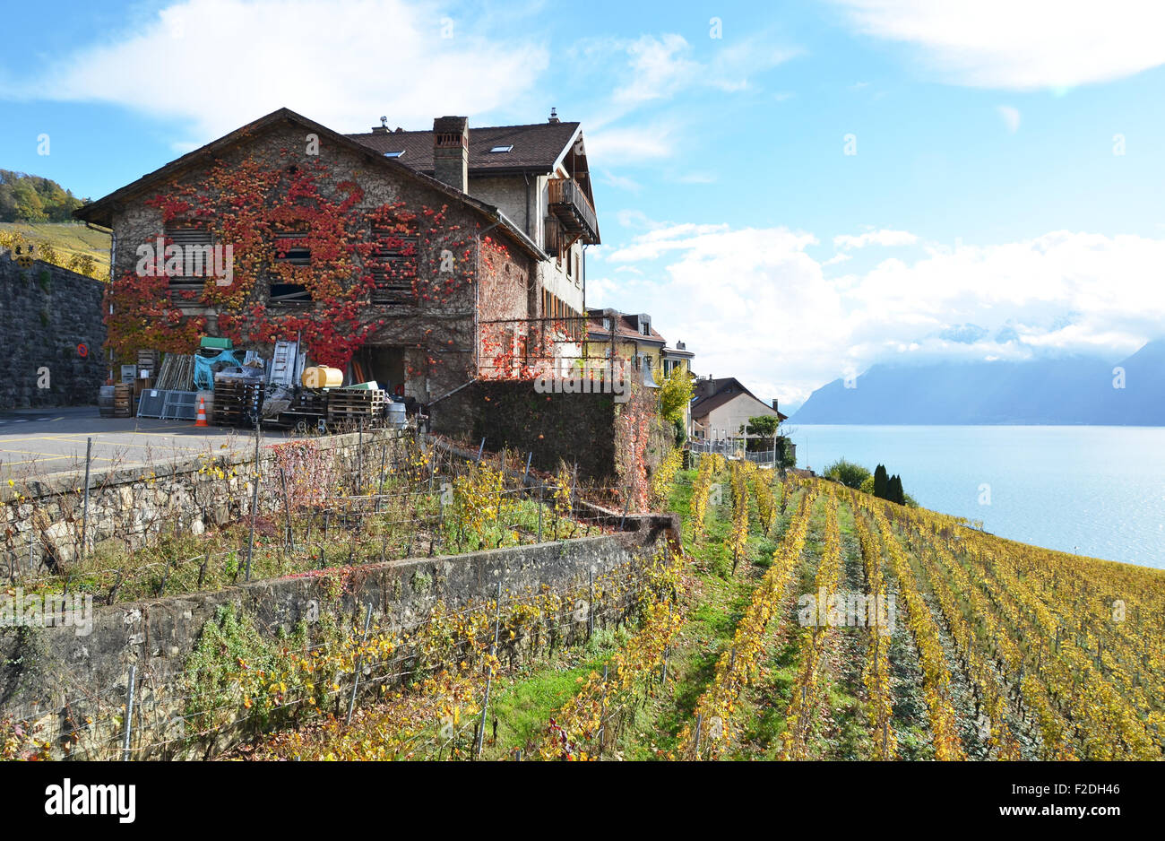 Vineyards in Lavaux region, Switzerland Stock Photo - Alamy