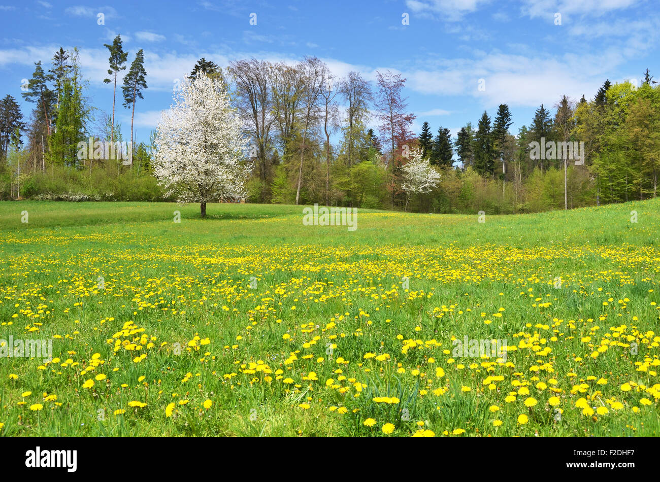 Beautiful spring meadow. Switzerland Stock Photo - Alamy