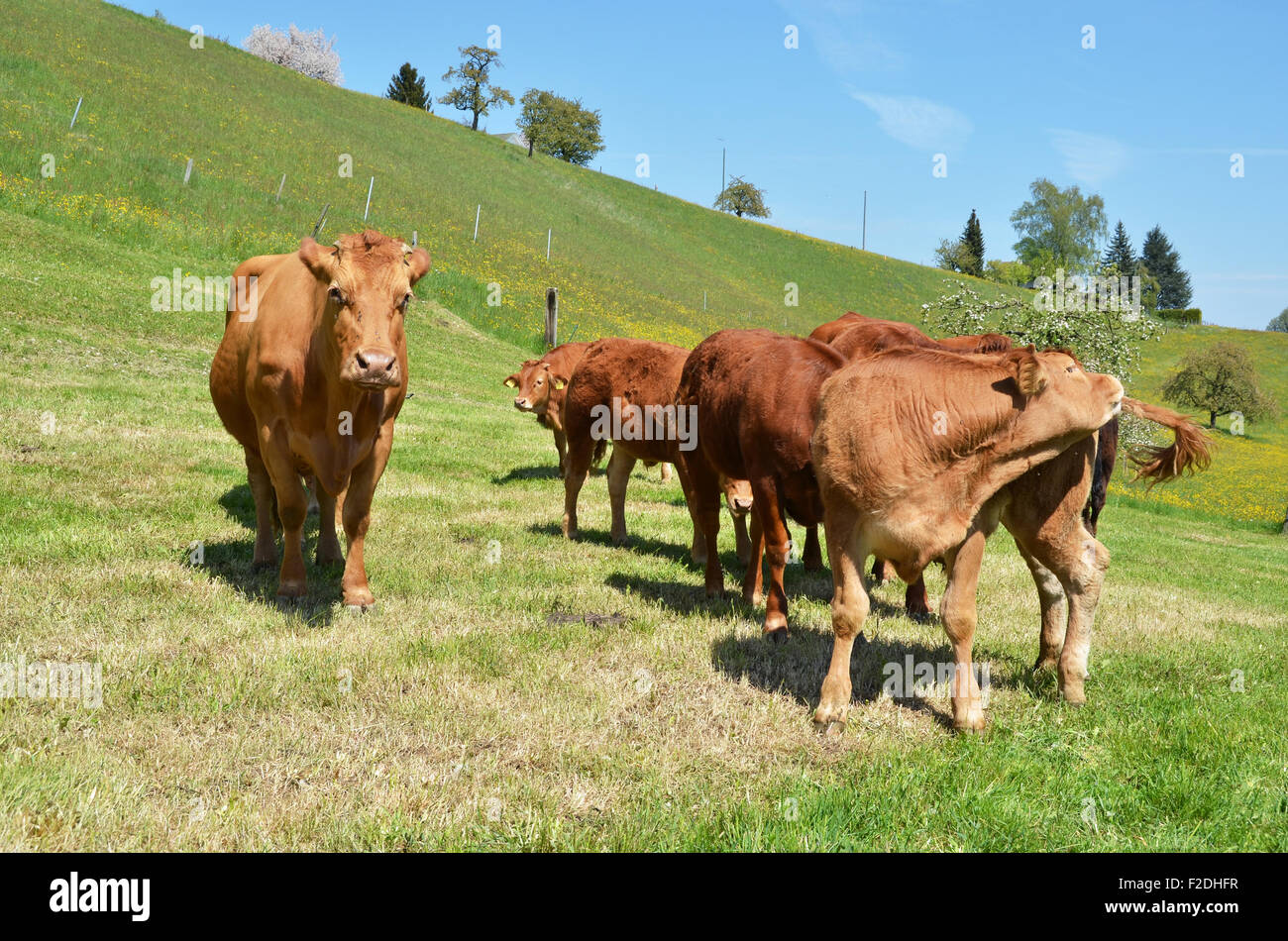 Cows in Emmental region, Switzerland Stock Photo - Alamy