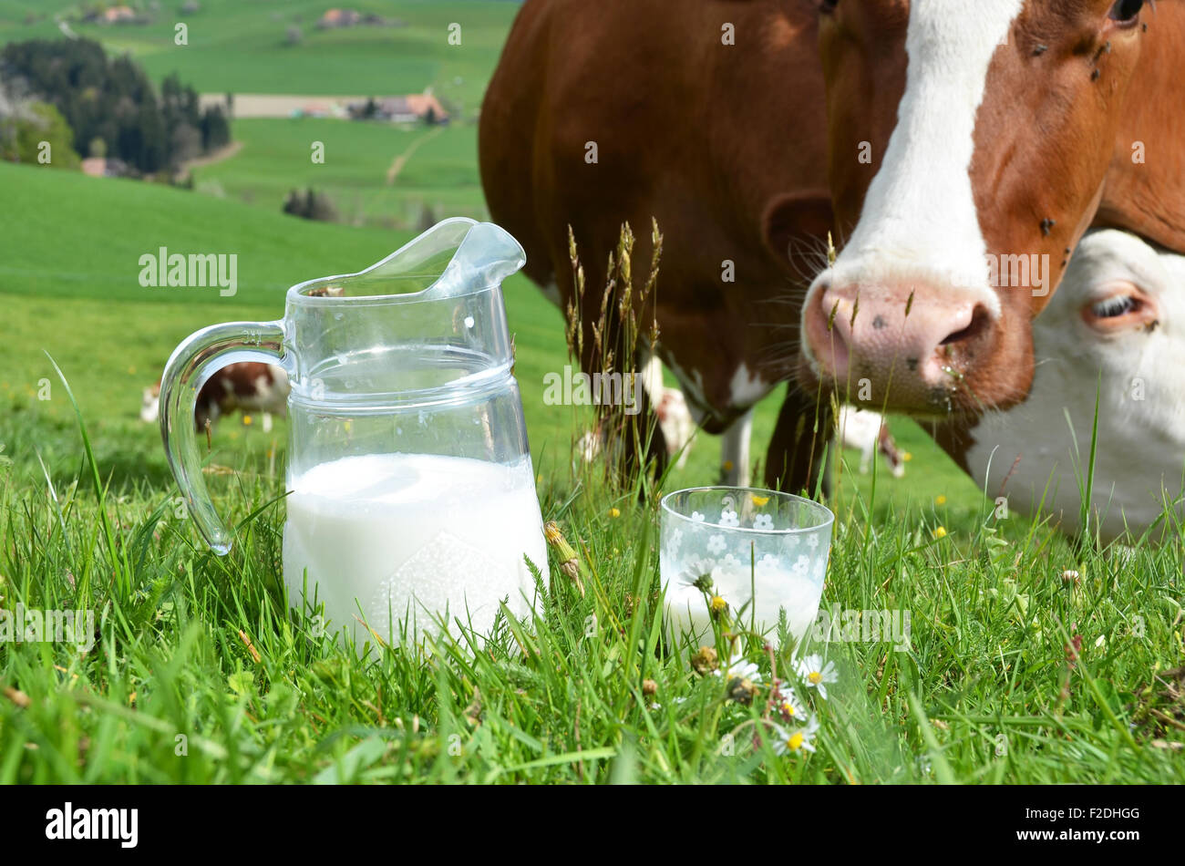 Milk and cows. Emmental region, Switzerland Stock Photo - Alamy