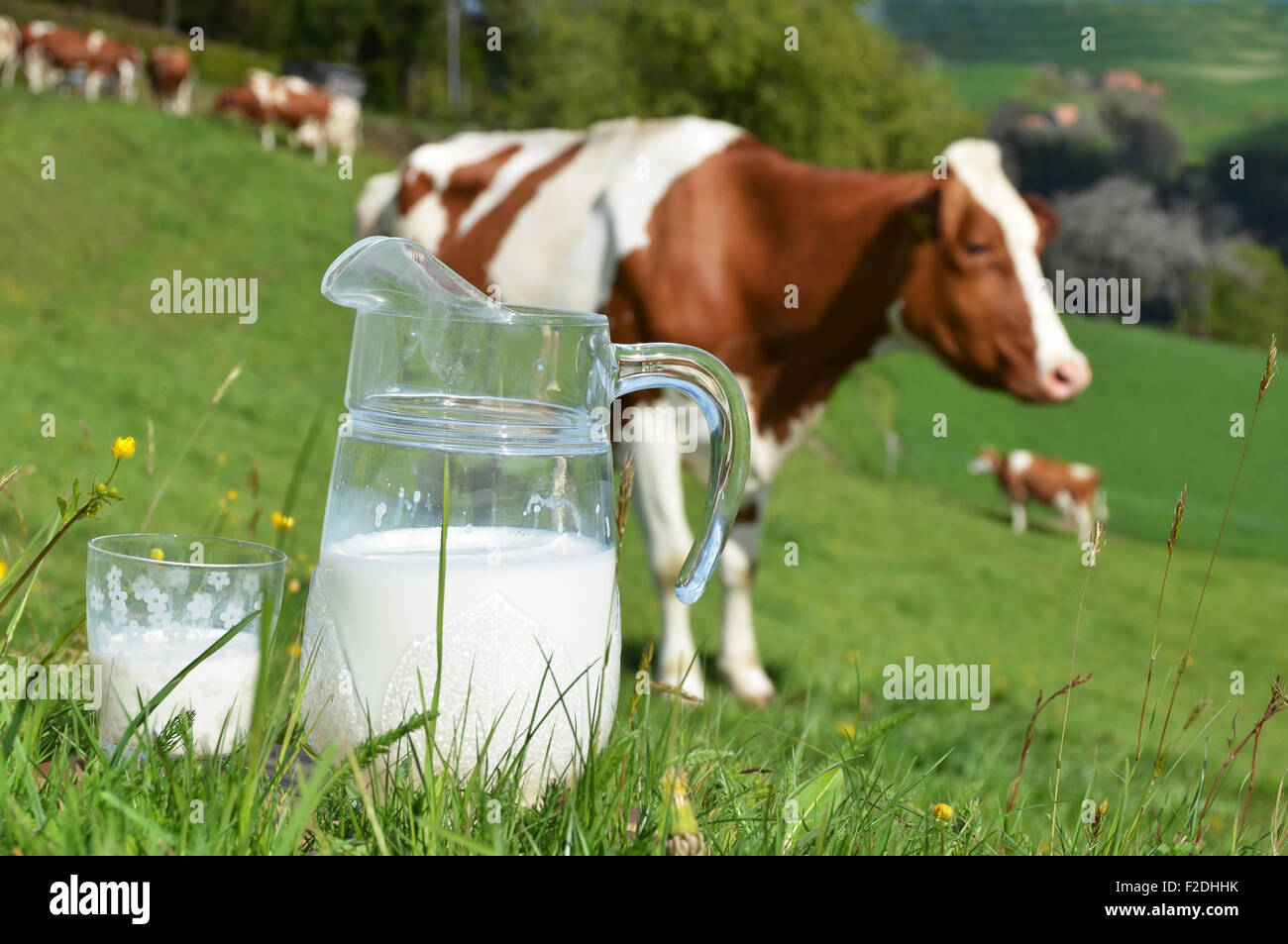 Milk and cows. Emmental region, Switzerland Stock Photo - Alamy