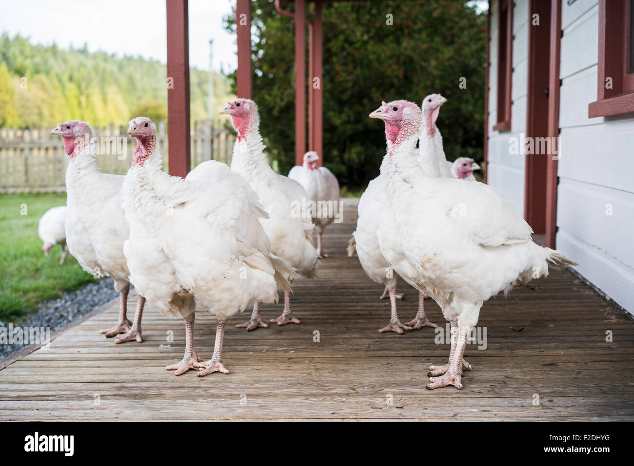 Ruckle farm hi-res stock photography and images - Alamy