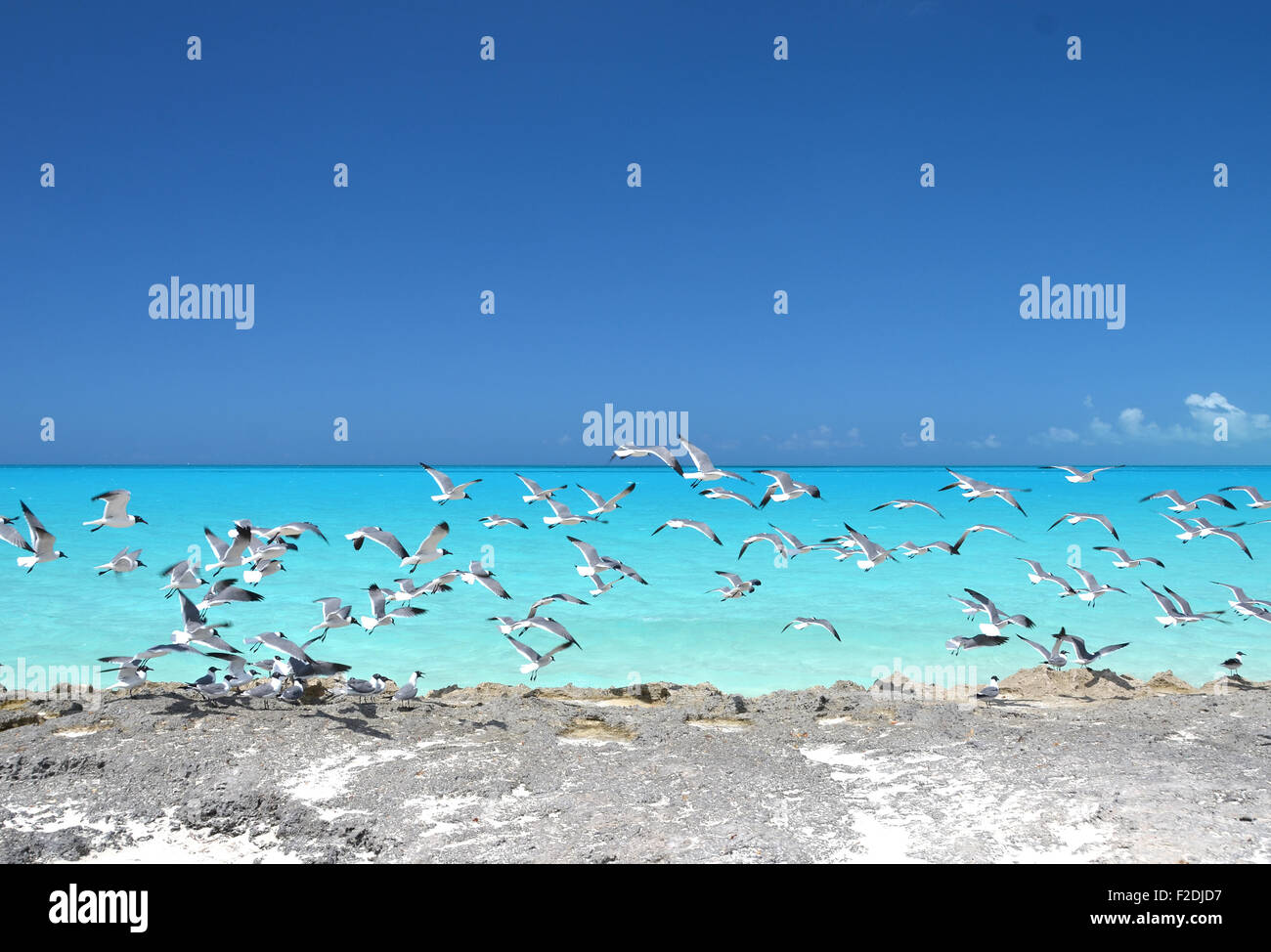 Seagulls at the coast of Little Exuma, Bahamas Stock Photo - Alamy