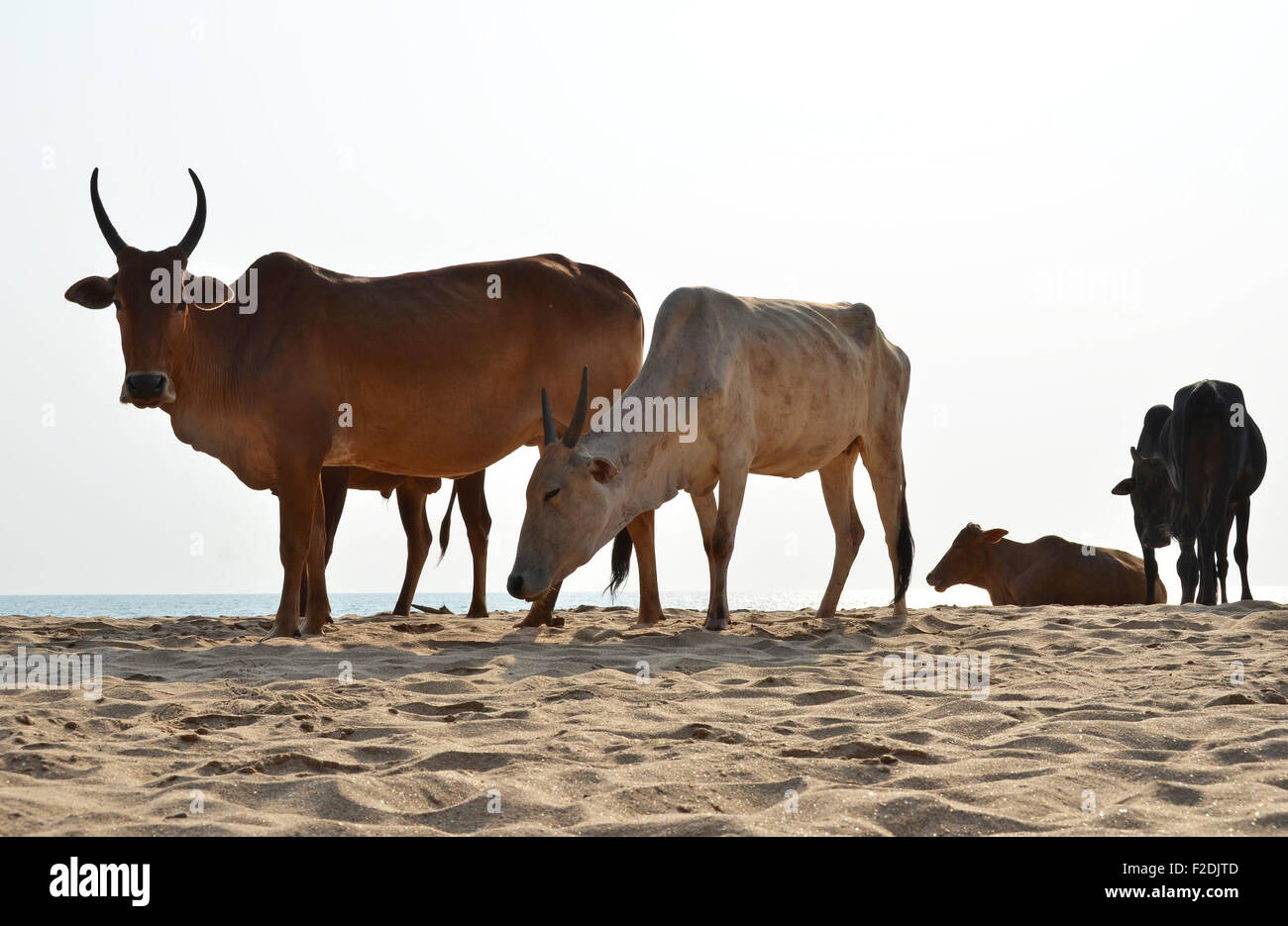 Cows on Agonda beach of South Goa, India Stock Photo - Alamy