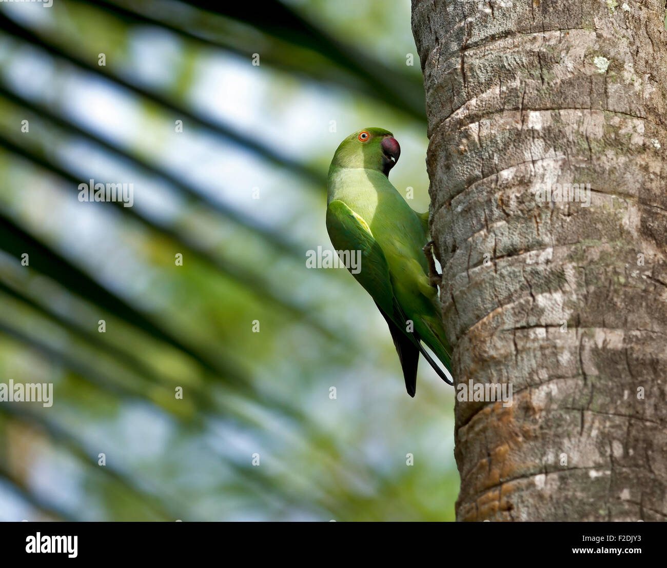 The rose-ringed parakeet (Psittacula krameri), also known as the ring ...