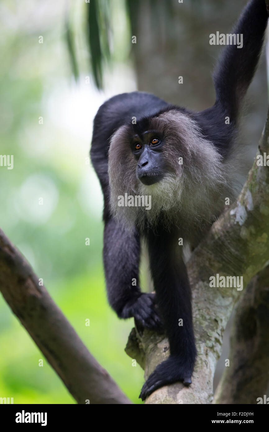 The lion-tailed macaque (Macaca silenus), or the wanderoo, is an Old ...