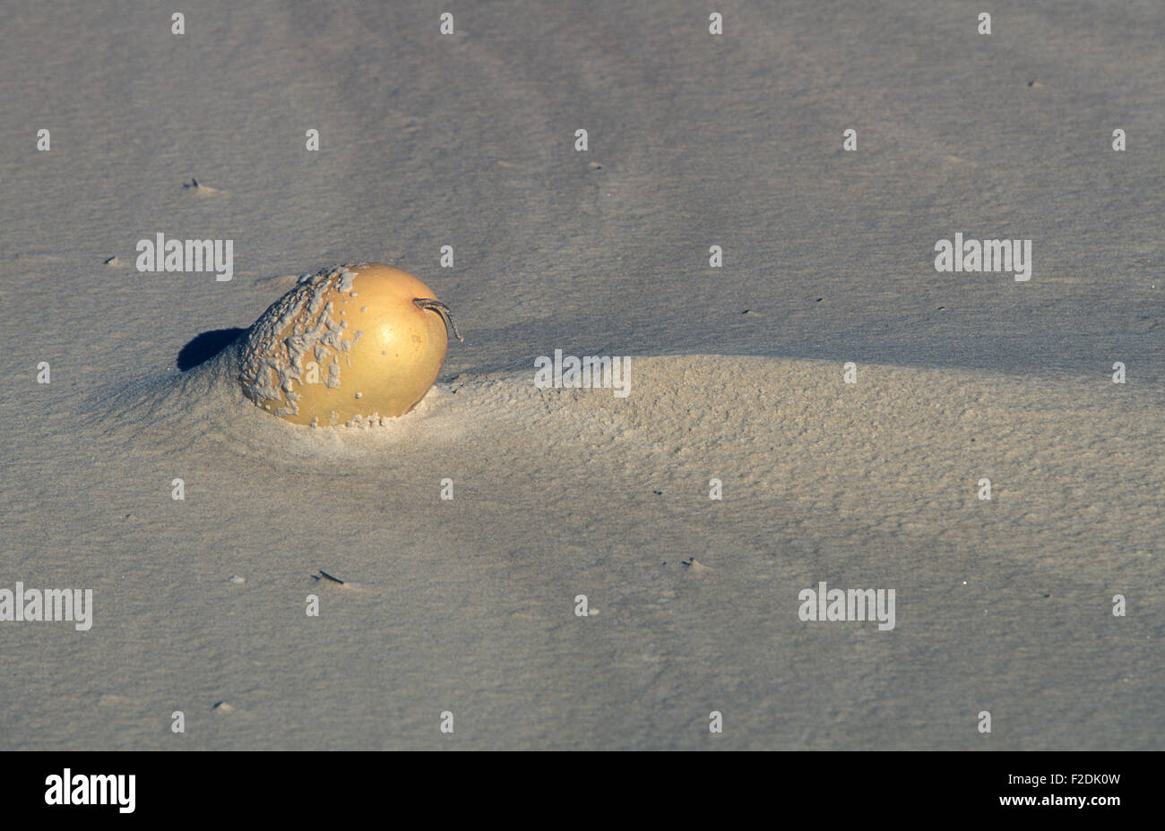 Paddy melon (Cucumis myriocarpus)washed up on beach, Stradbroke Island ...