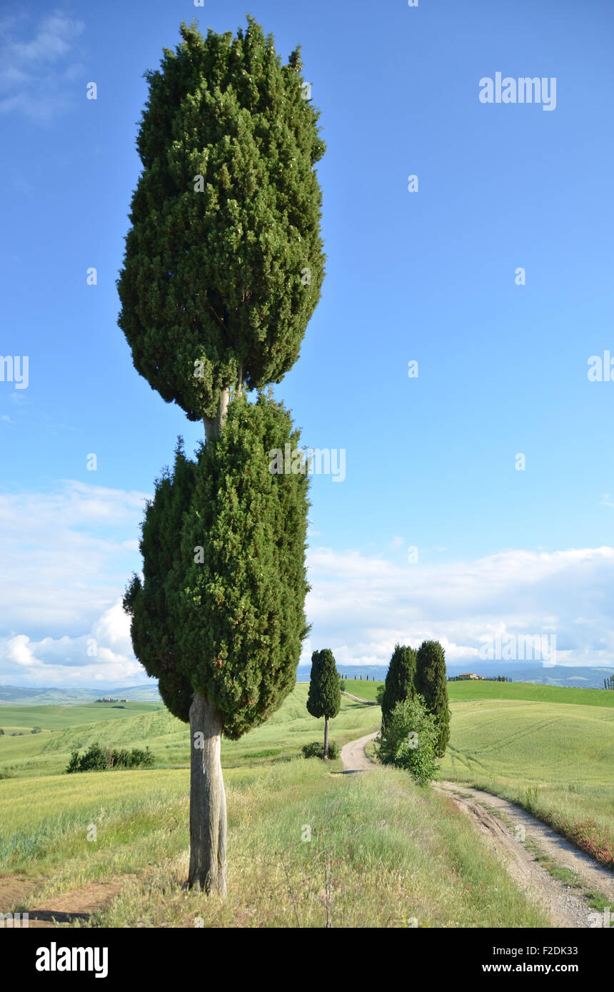 Cypress trees along rural road. Tuscany, Italy Stock Photo - Alamy