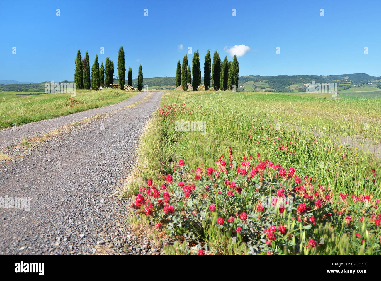 Cypress trees along rural road hi-res stock photography and images - Alamy