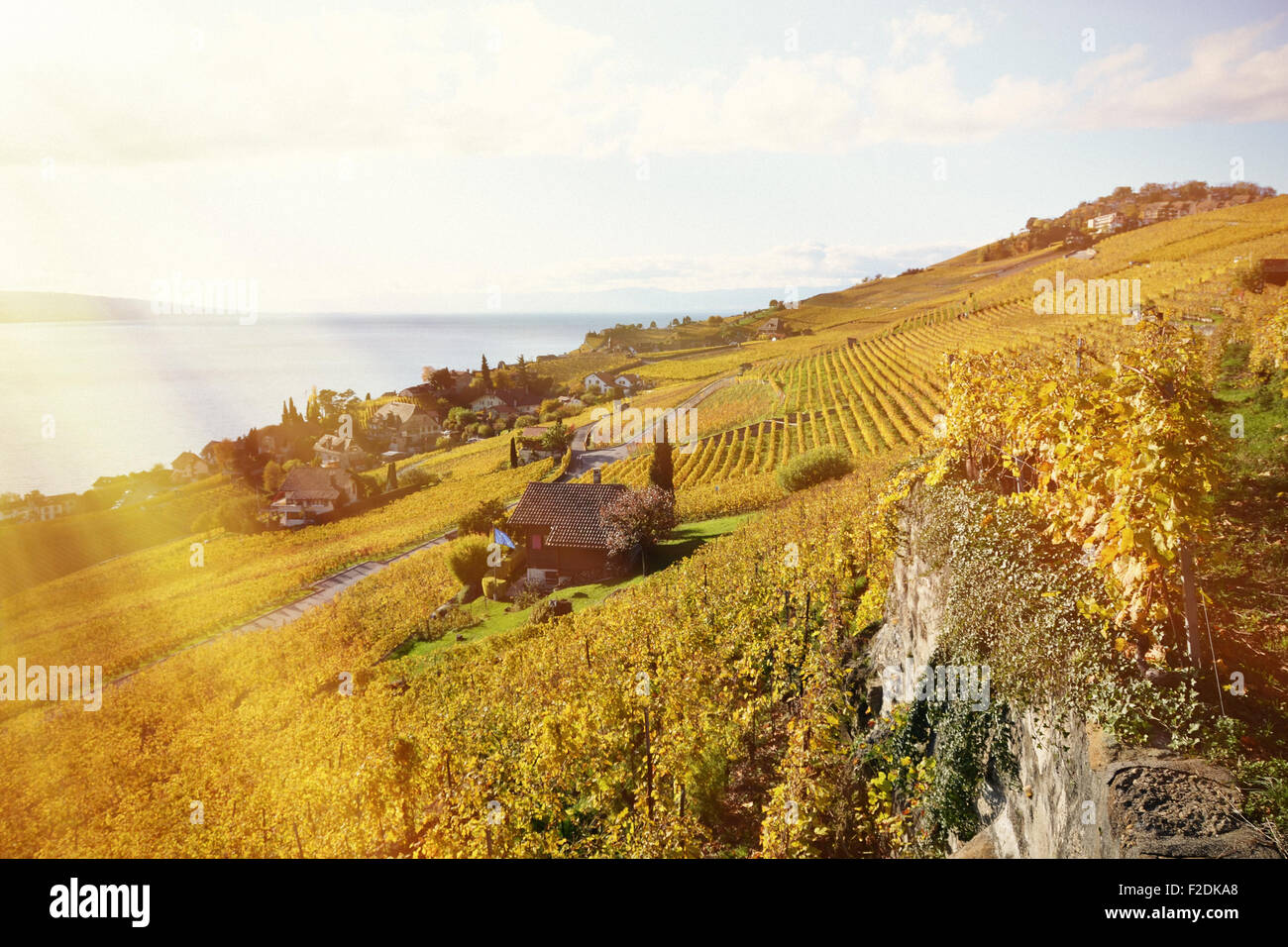 Vineyards in Lavaux region, Switzerland Stock Photo - Alamy