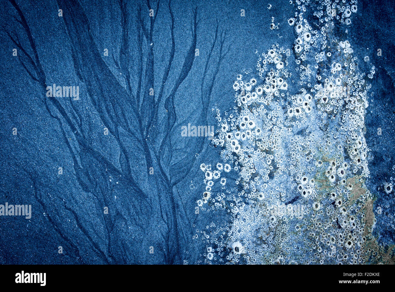 Patterns found in nature hi-res stock photography and images - Alamy