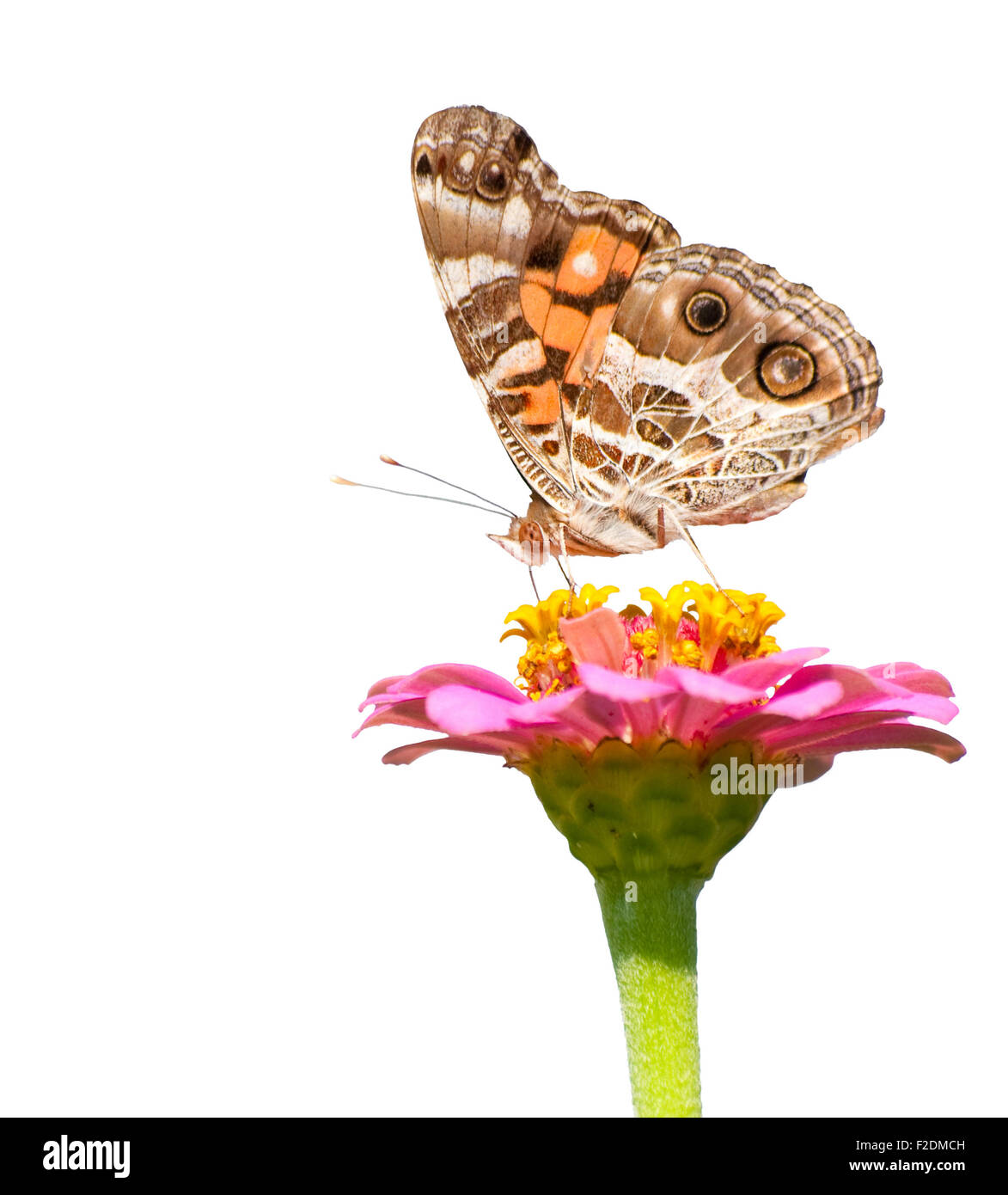 Blue butterfly on pink flower Cut Out Stock Images & Pictures - Alamy