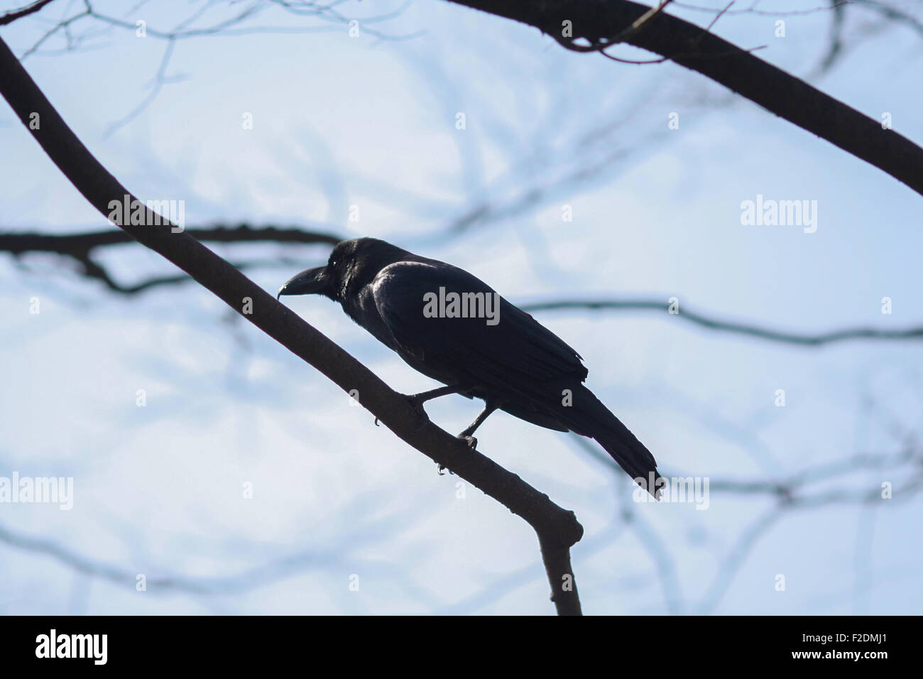 Black bird raven crow on branch facing left Stock Photo - Alamy