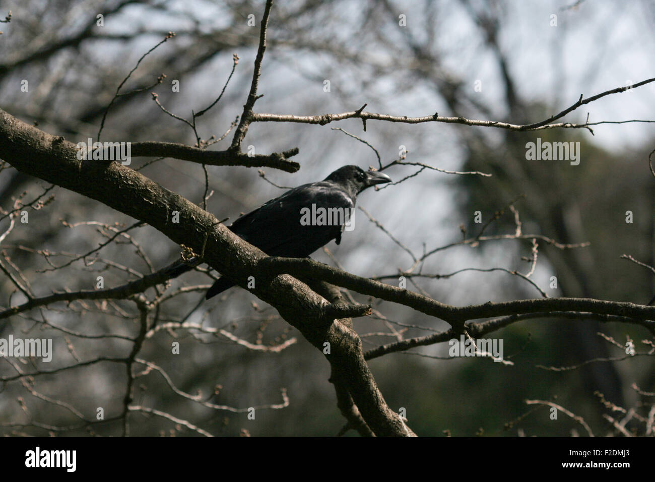 Black bird raven crow on branch facing right Stock Photo - Alamy
