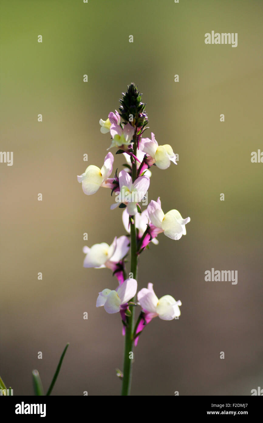 Snap dragon flower close up with depth of field straight center Stock ...