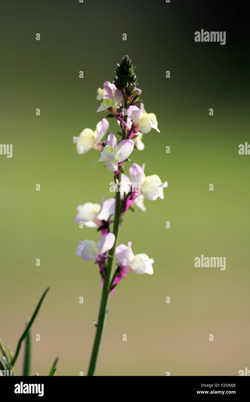 Snap dragon flower close up with depth of field and high grass Stock ...