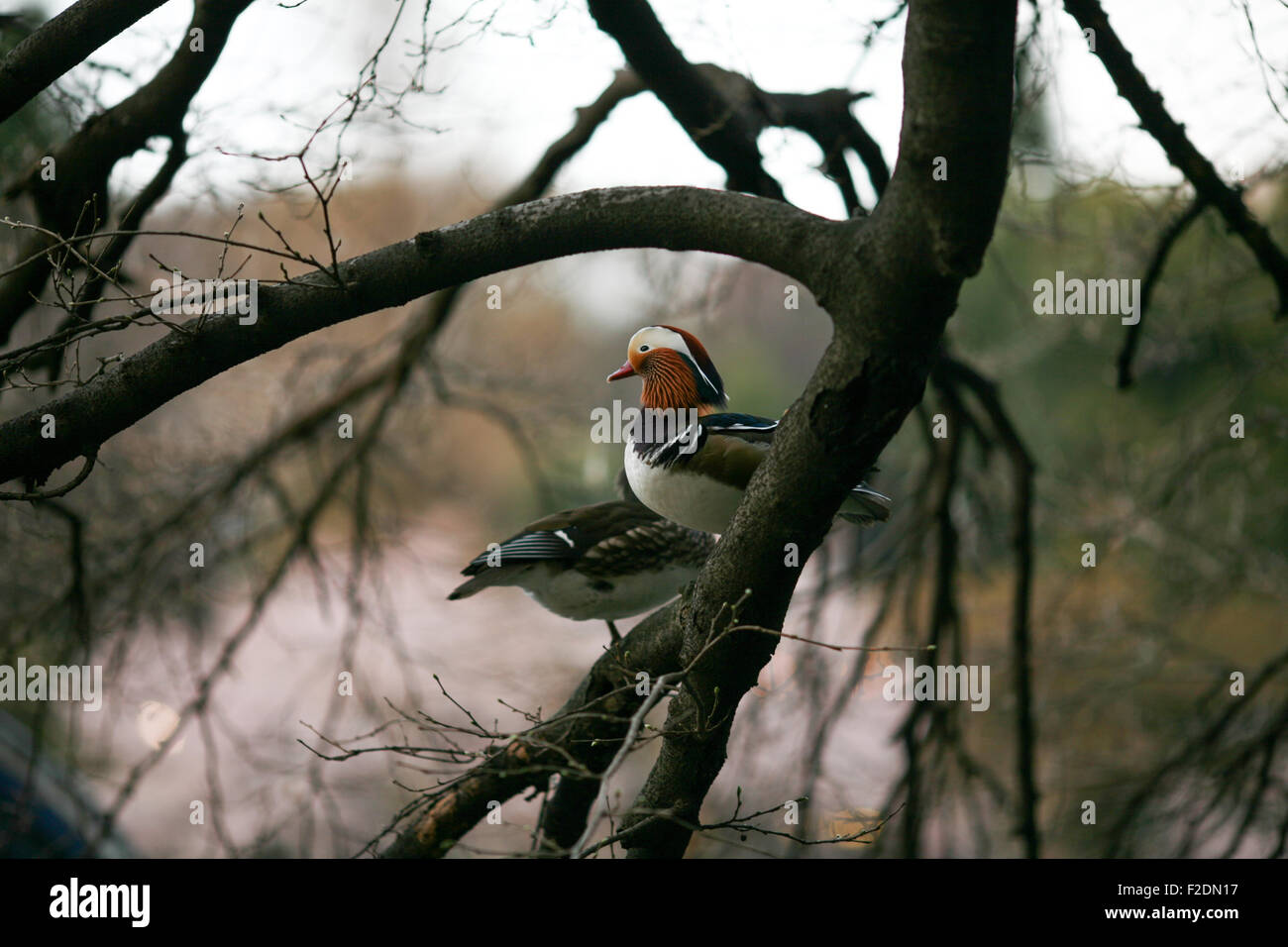 Mandarin duck on tree branch Stock Photo - Alamy
