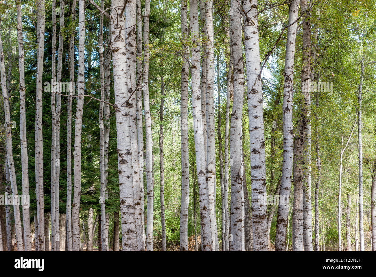 Pattern of aspen trees in north Idaho Stock Photo - Alamy