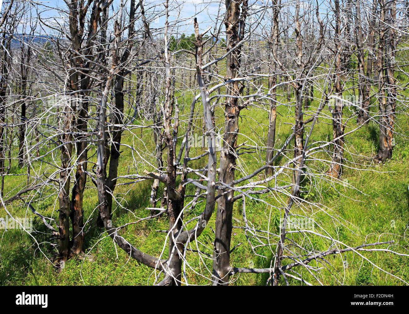 Dead trees on mountain top Tiyahta Stock Photo - Alamy