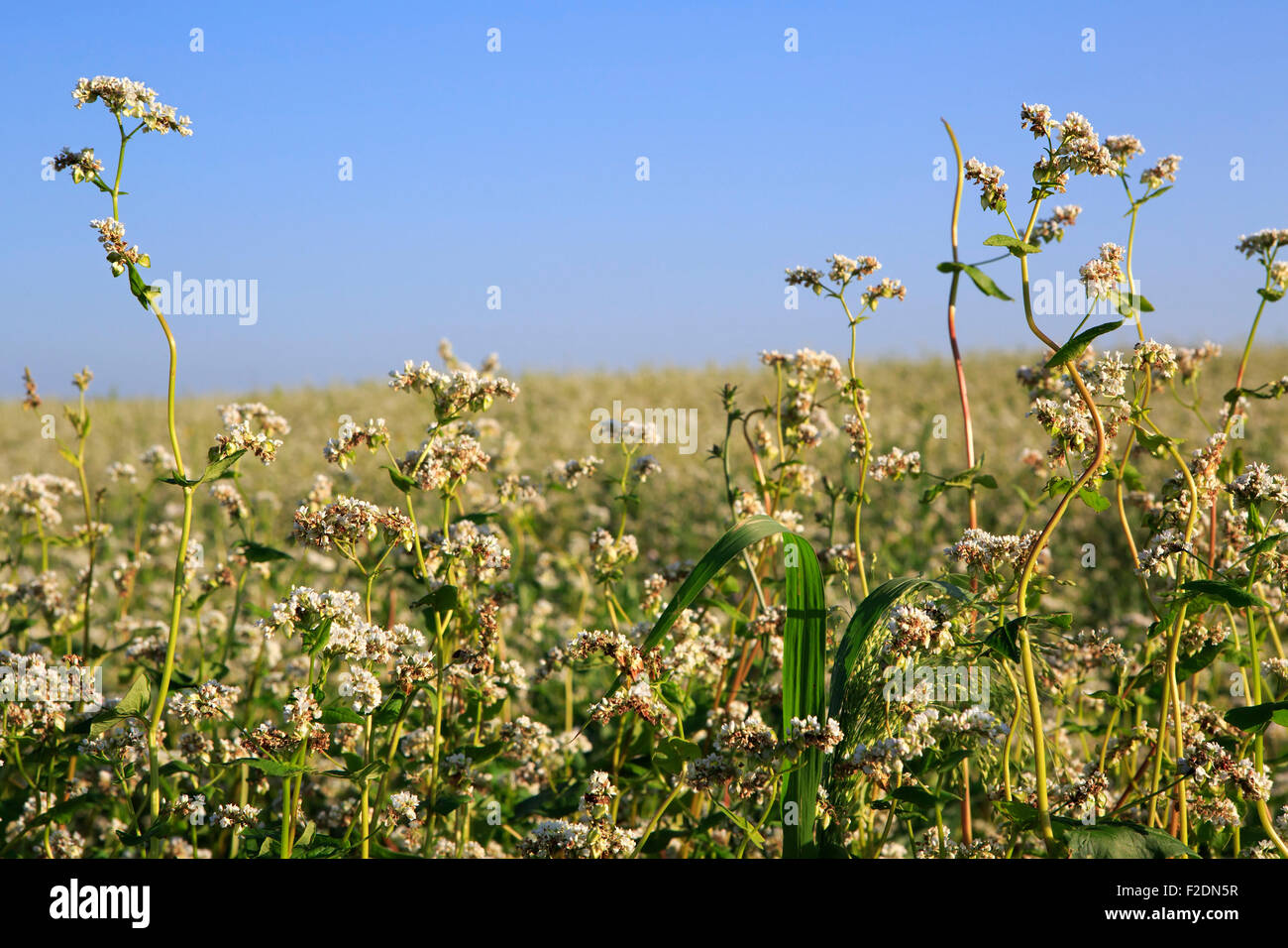 Beautiful close up buckwheat hi-res stock photography and images - Alamy