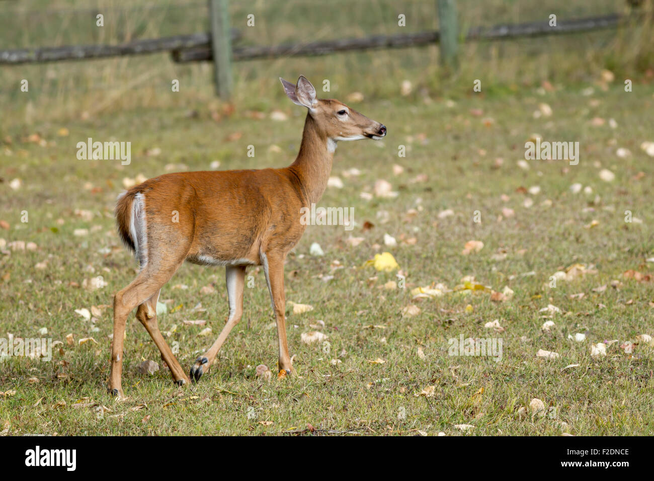 Deer walking hi-res stock photography and images - Alamy