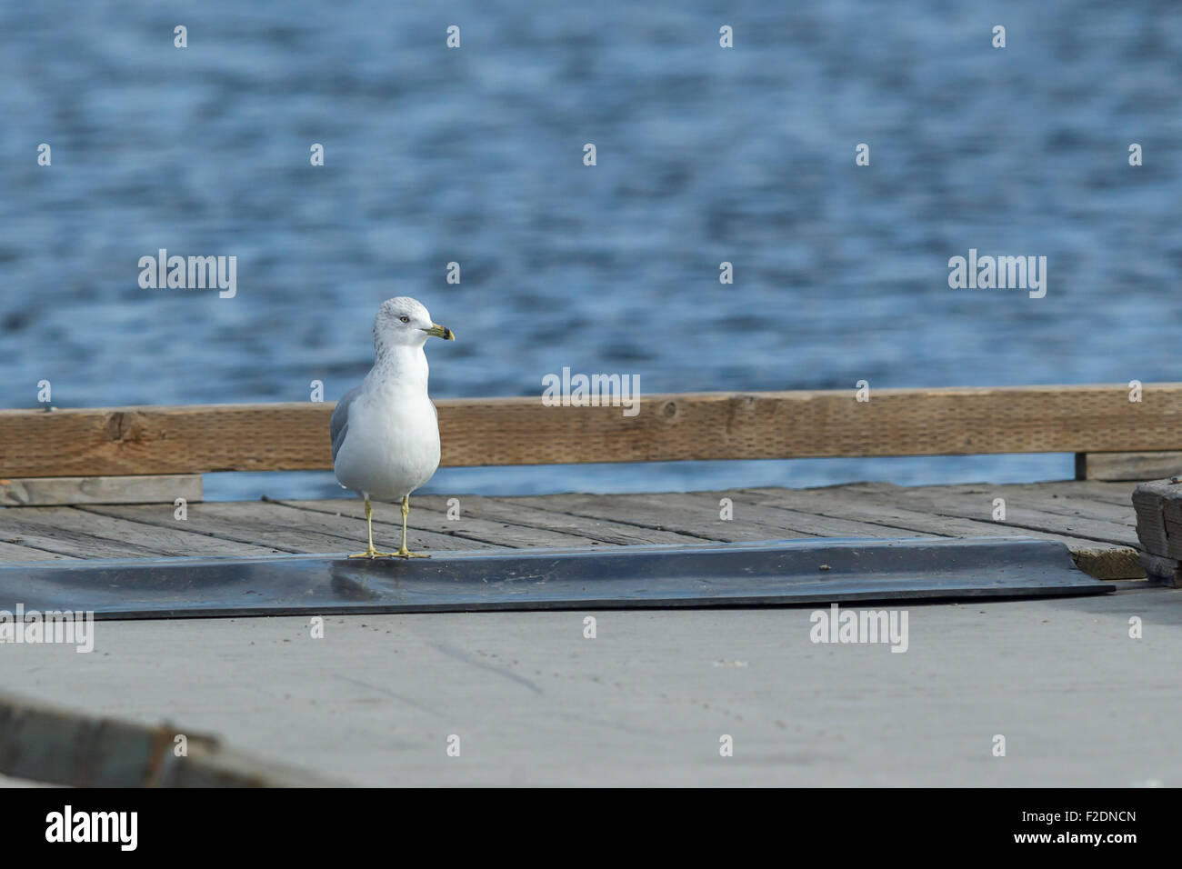 Hauser lake hi-res stock photography and images - Alamy