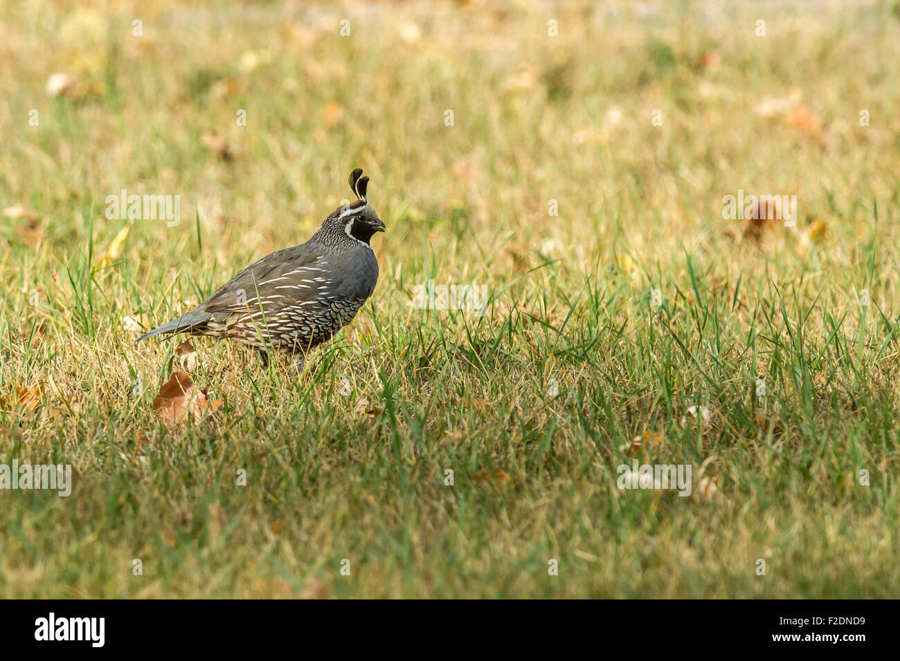 California quail in grass hi-res stock photography and images - Alamy