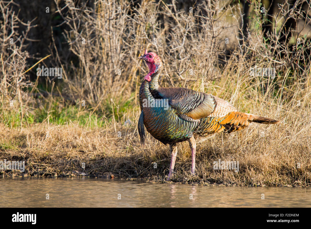 Wild Rio Grande turkey drinking water from a pond Stock Photo - Alamy