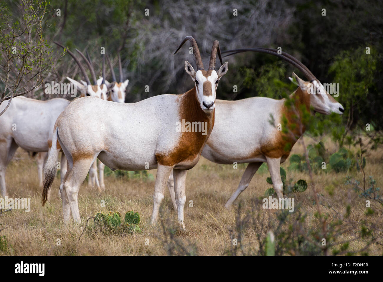 Texas horned hi-res stock photography and images - Alamy