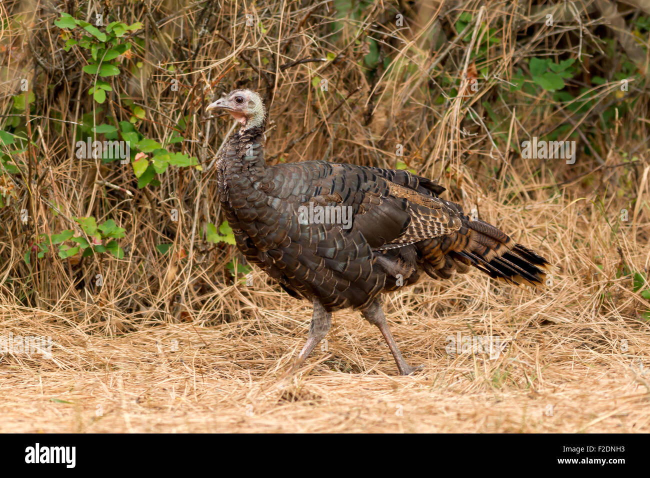 Side view of a wild turkey in north Idaho Stock Photo - Alamy