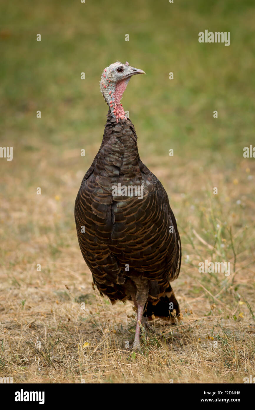 Standing wild turkey hi-res stock photography and images - Alamy