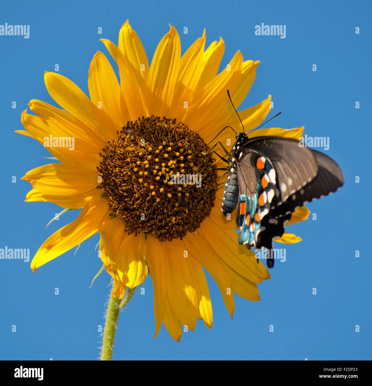 Blue swallowtail butterfly hi-res stock photography and images - Alamy