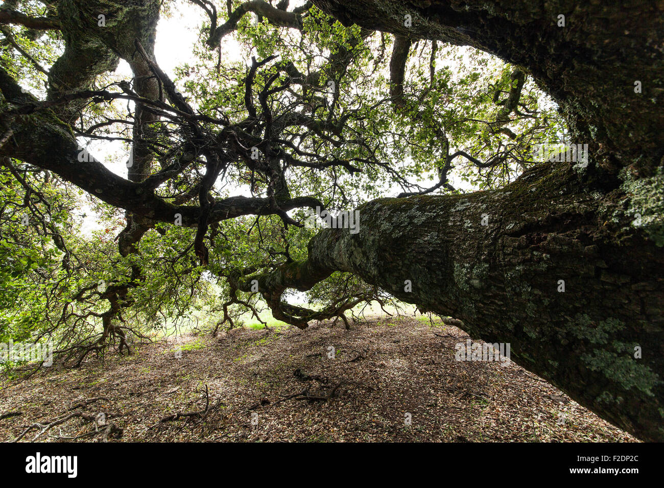 A huge oak branch Stock Photo - Alamy