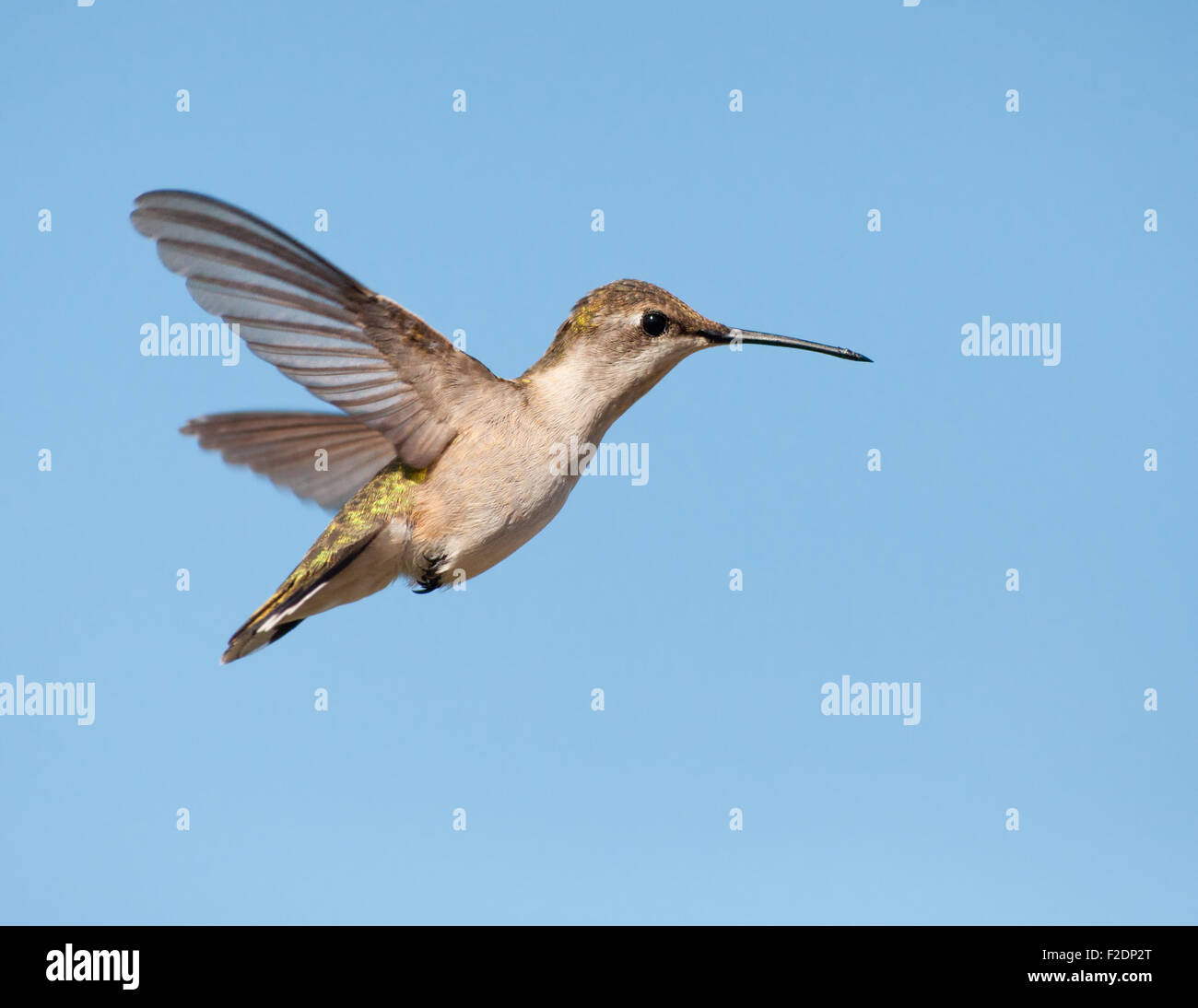 Ruby-throated Hummingbird female hovering against blue sky Stock Photo ...