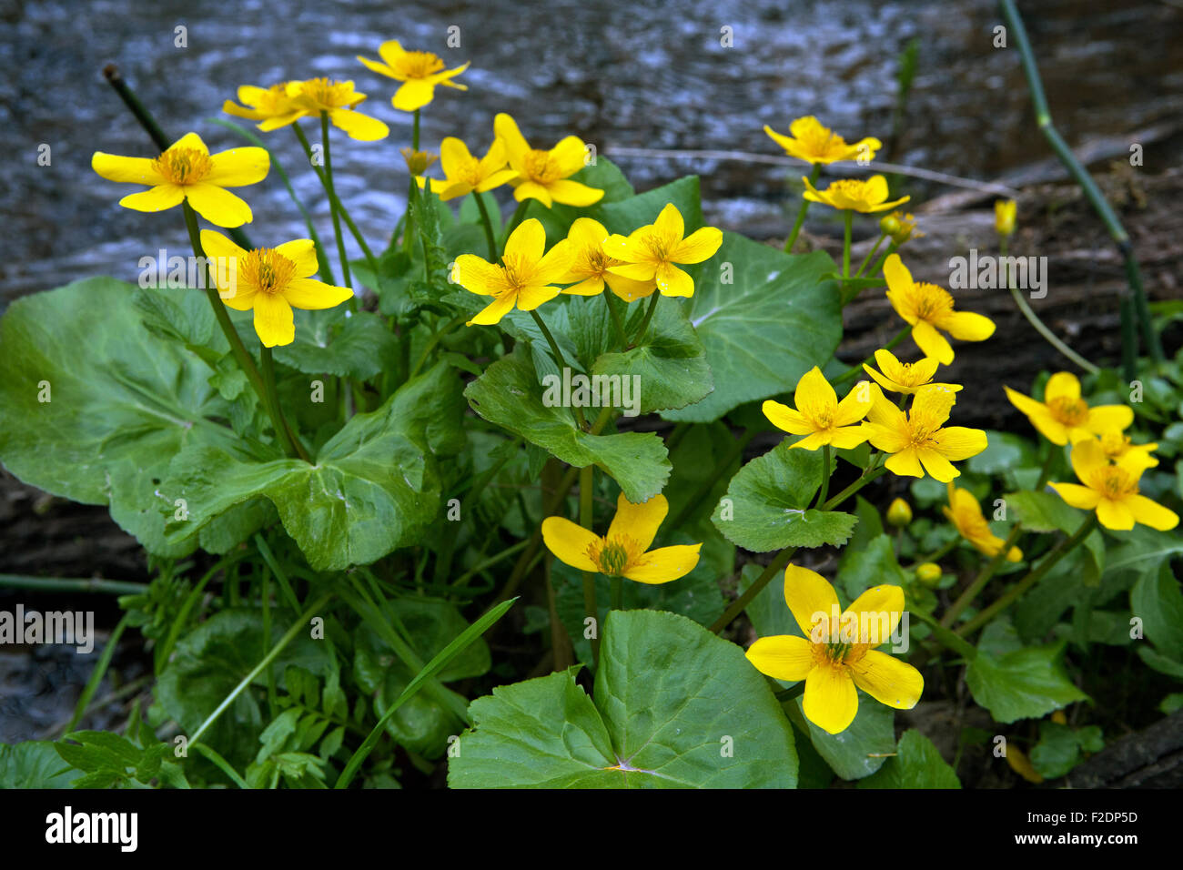 Marsh Marigold Caltha palustris in full bloom Stock Photo - Alamy