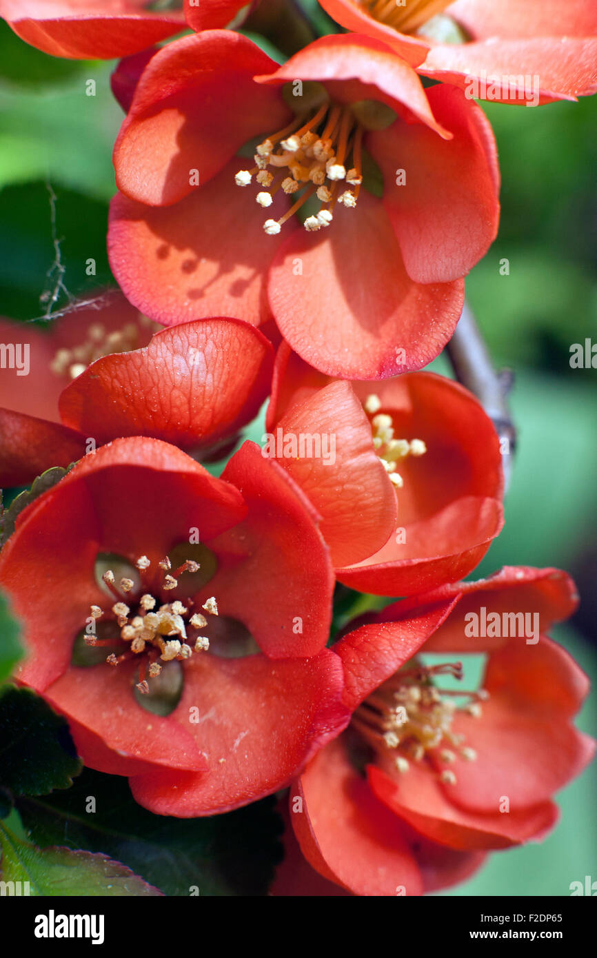 Maules quince hi-res stock photography and images - Alamy