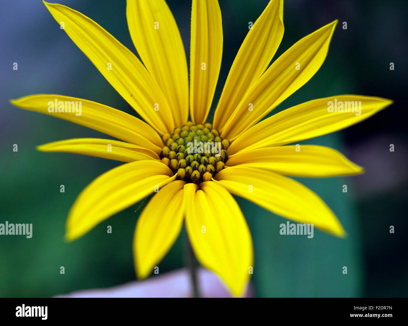 The Jerusalem artichoke Helianthus tuberosus, also called sunroot ...