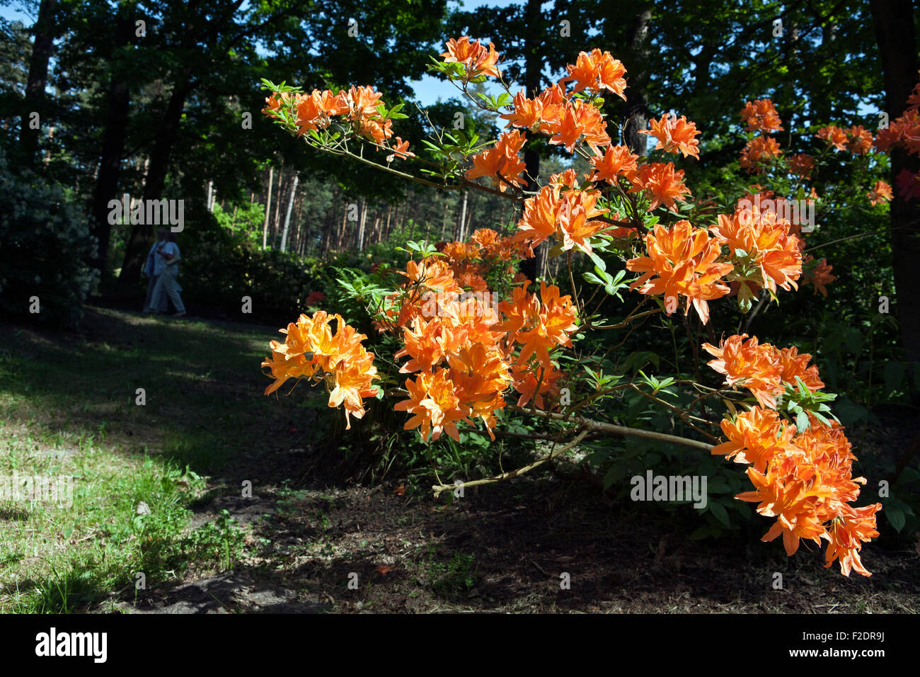 Flowering Rhododendron in Babite Rhododendron Park Latvia Stock Photo ...