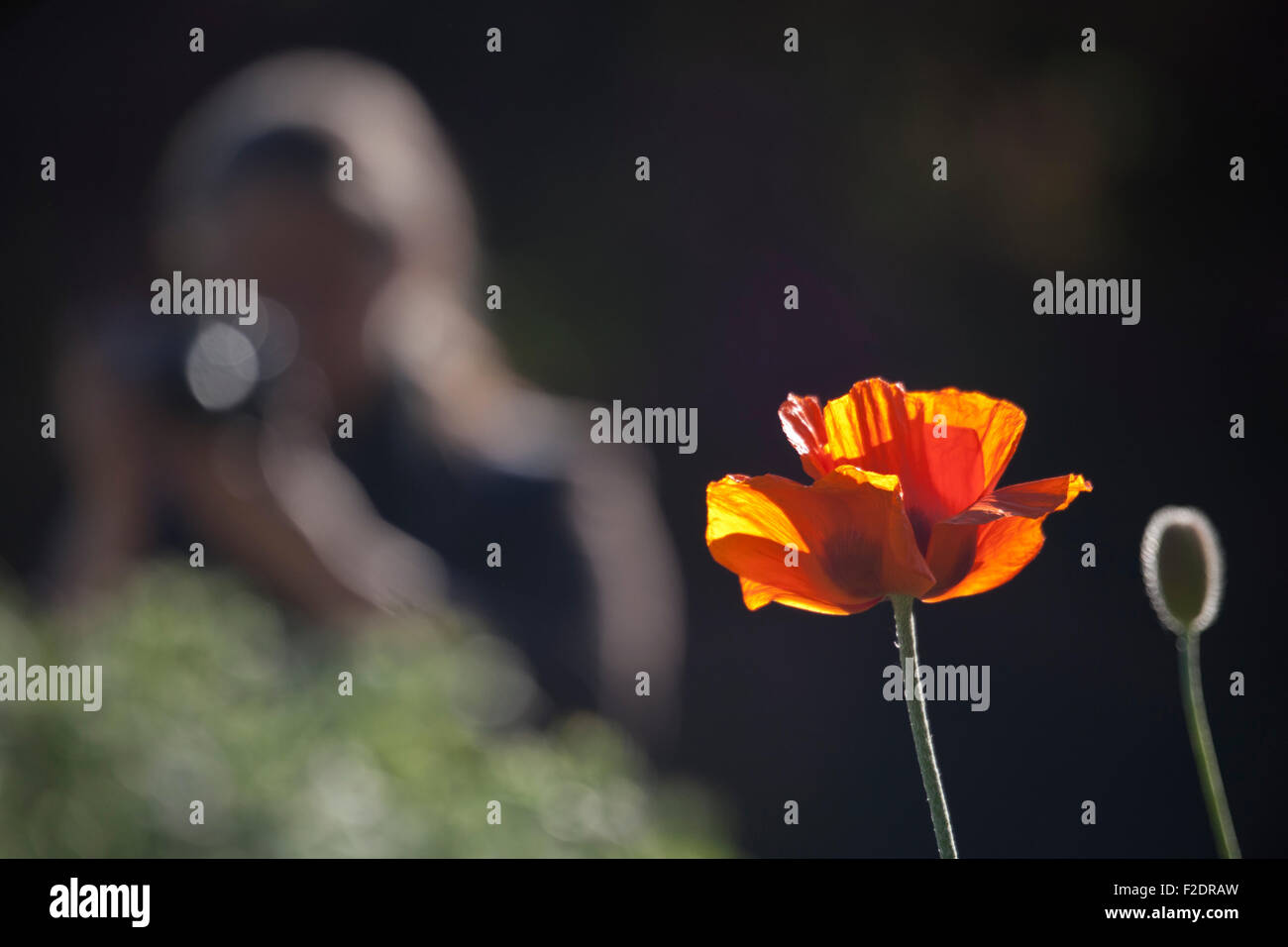 Papaver rhoeas common names include common poppy, corn poppy, corn rose ...