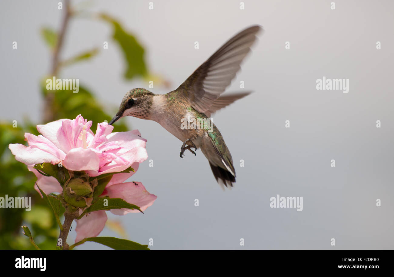 Pink hummingbird hi-res stock photography and images - Alamy