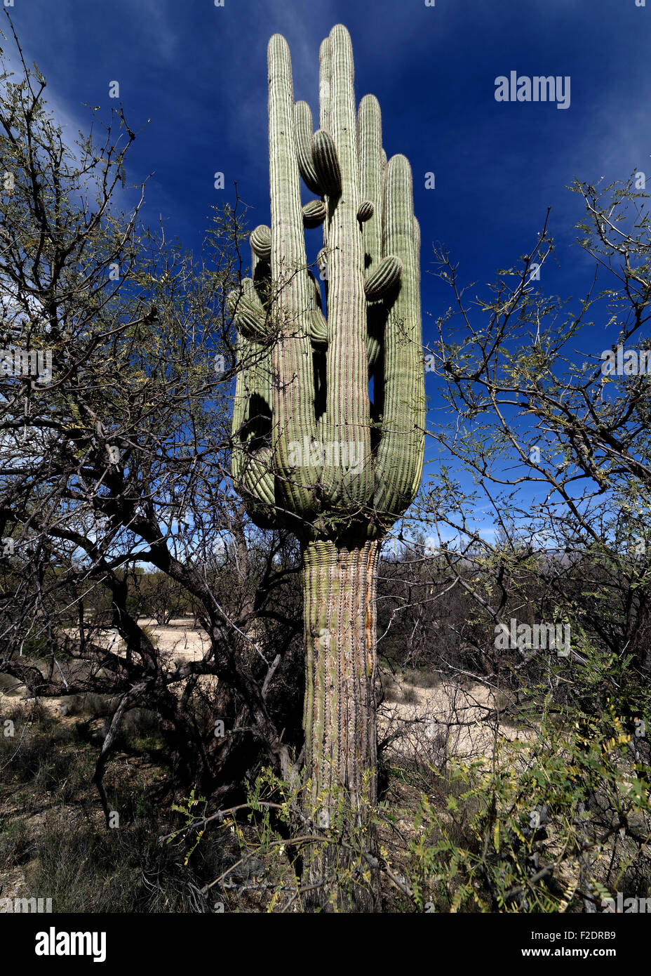 Saguaro cactus environment hi-res stock photography and images - Alamy