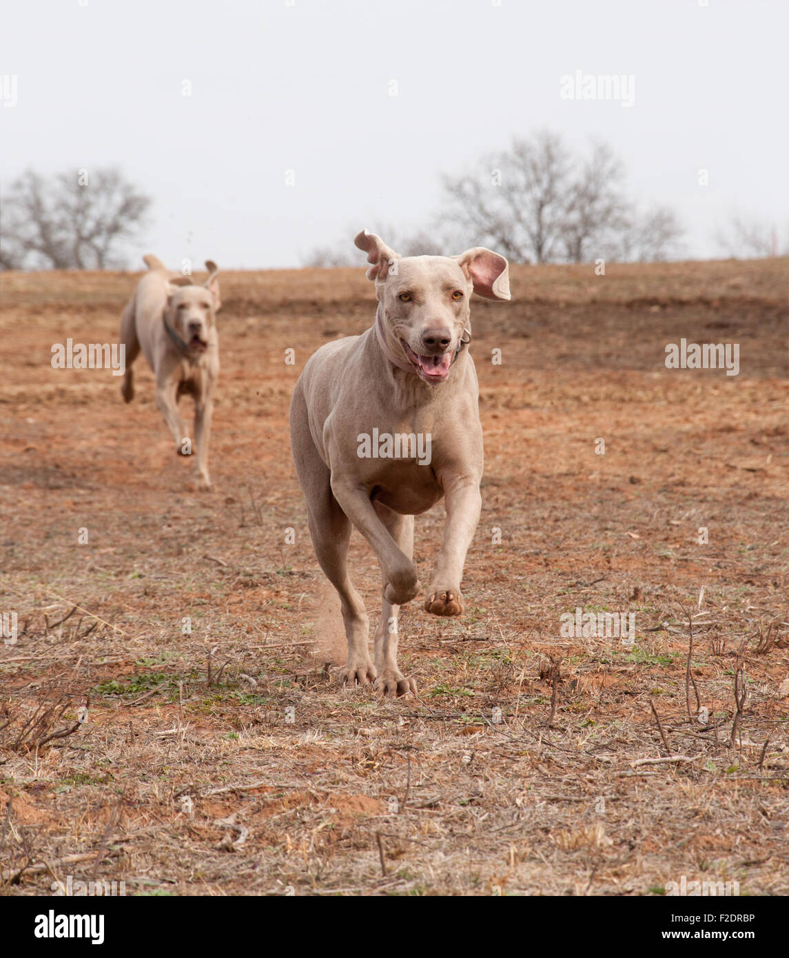 Weimaraner dog running full speed towards the viewer with another one ...