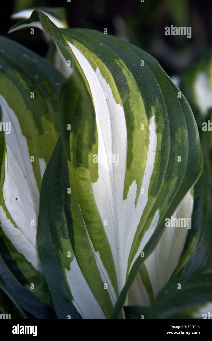 Horticulturenature hi-res stock photography and images - Alamy