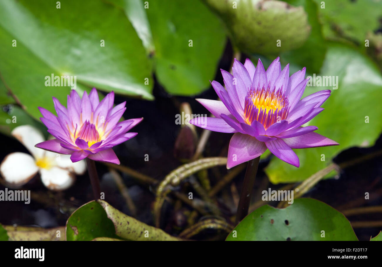 Nil Manel or blue water lily (Nymphaea stellata, though it has been ...
