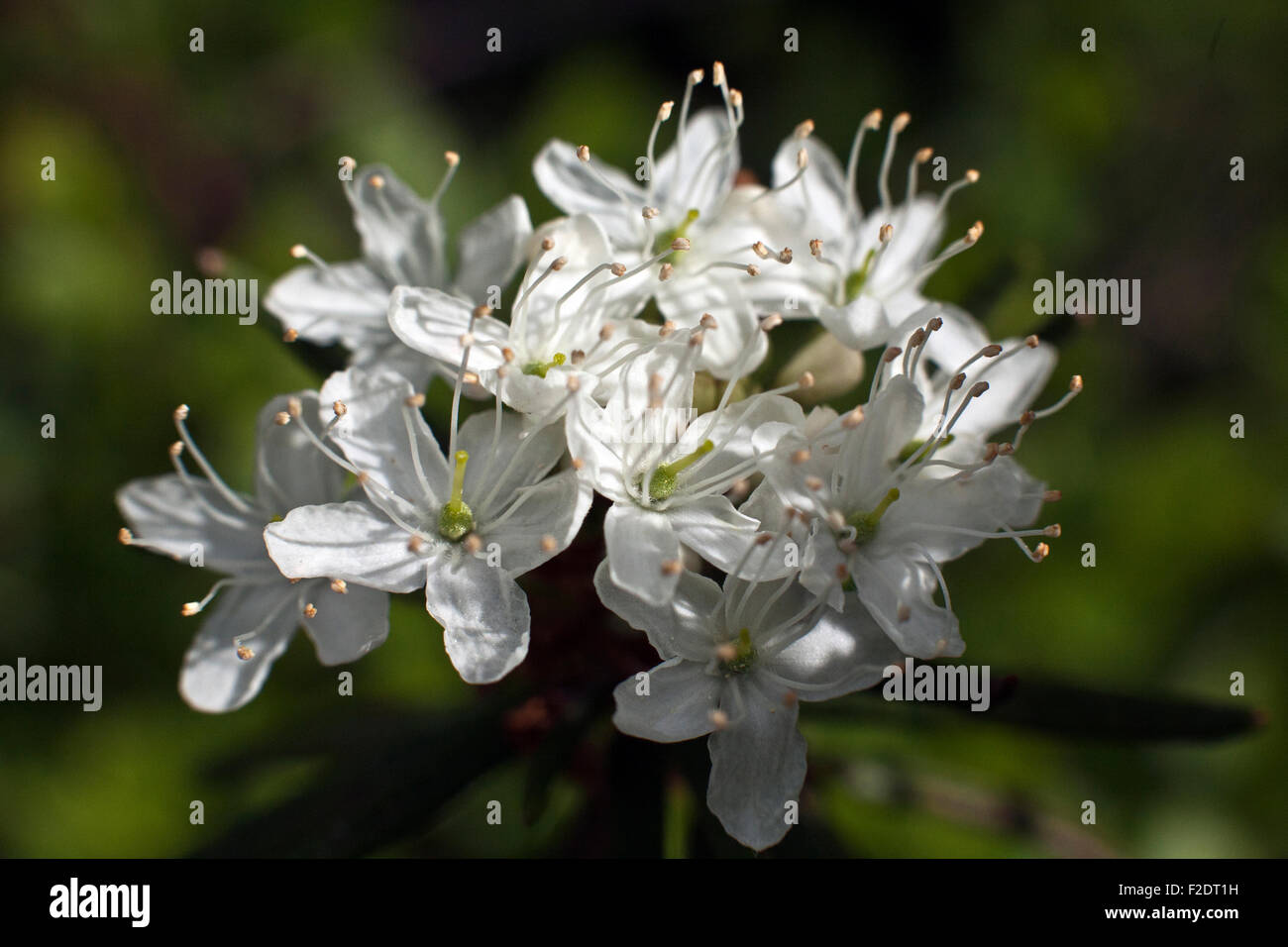 Close up of Labrador-tea Ledum palustre flowers also named Wild ...