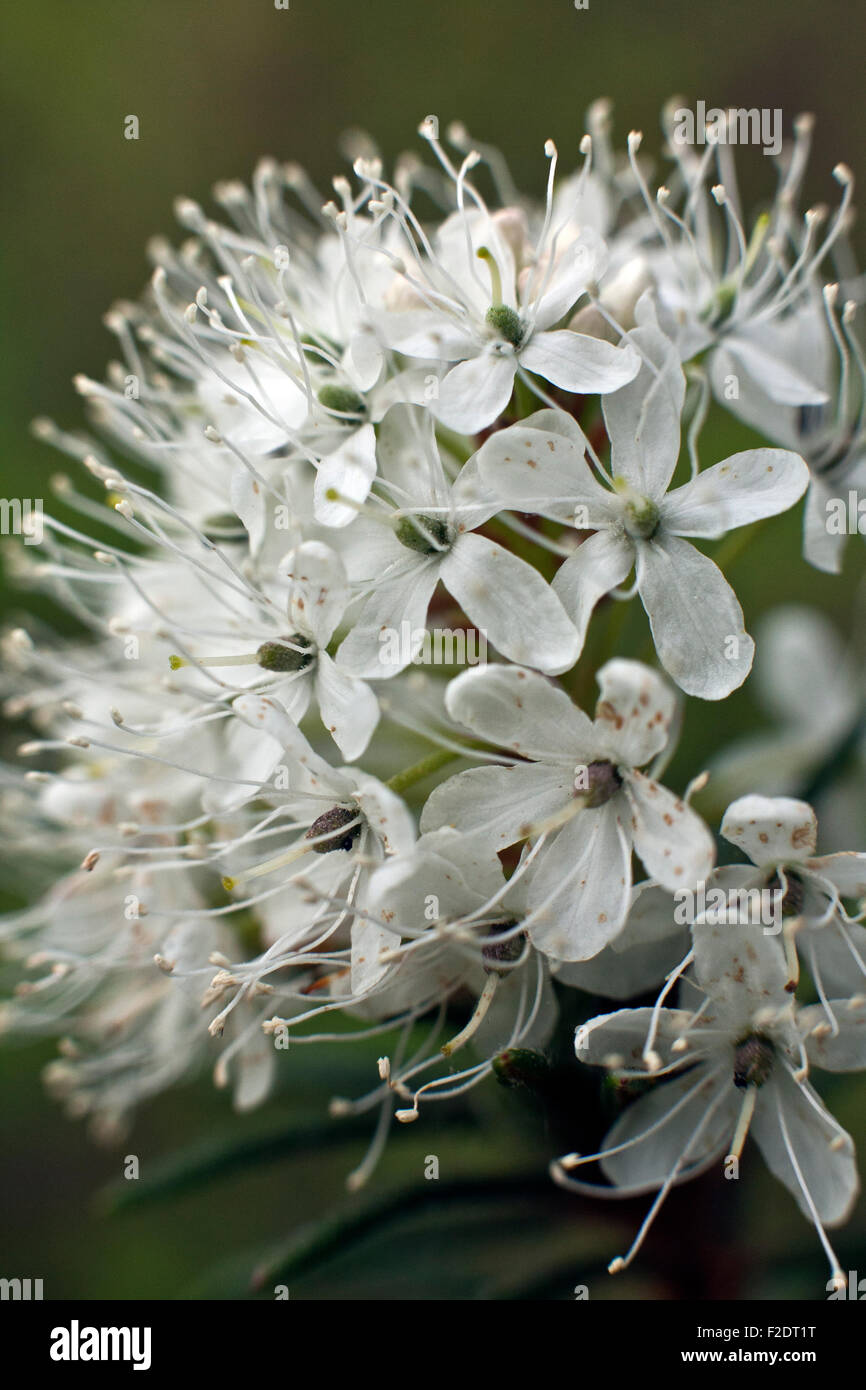 Close up of Labrador-tea Ledum palustre flowers also named Wild ...