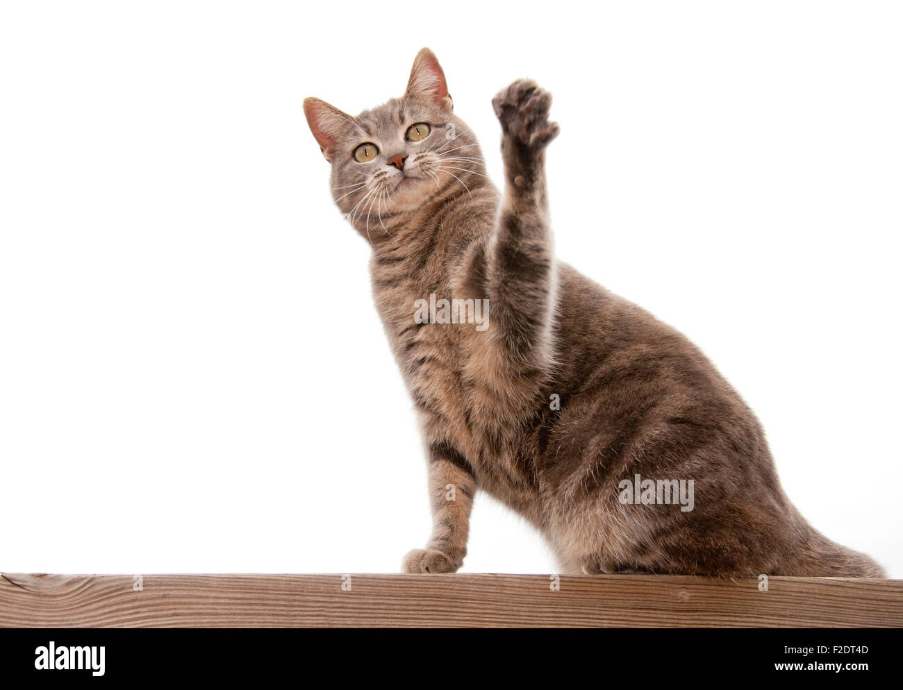 Cat paw raised hi-res stock photography and images - Alamy