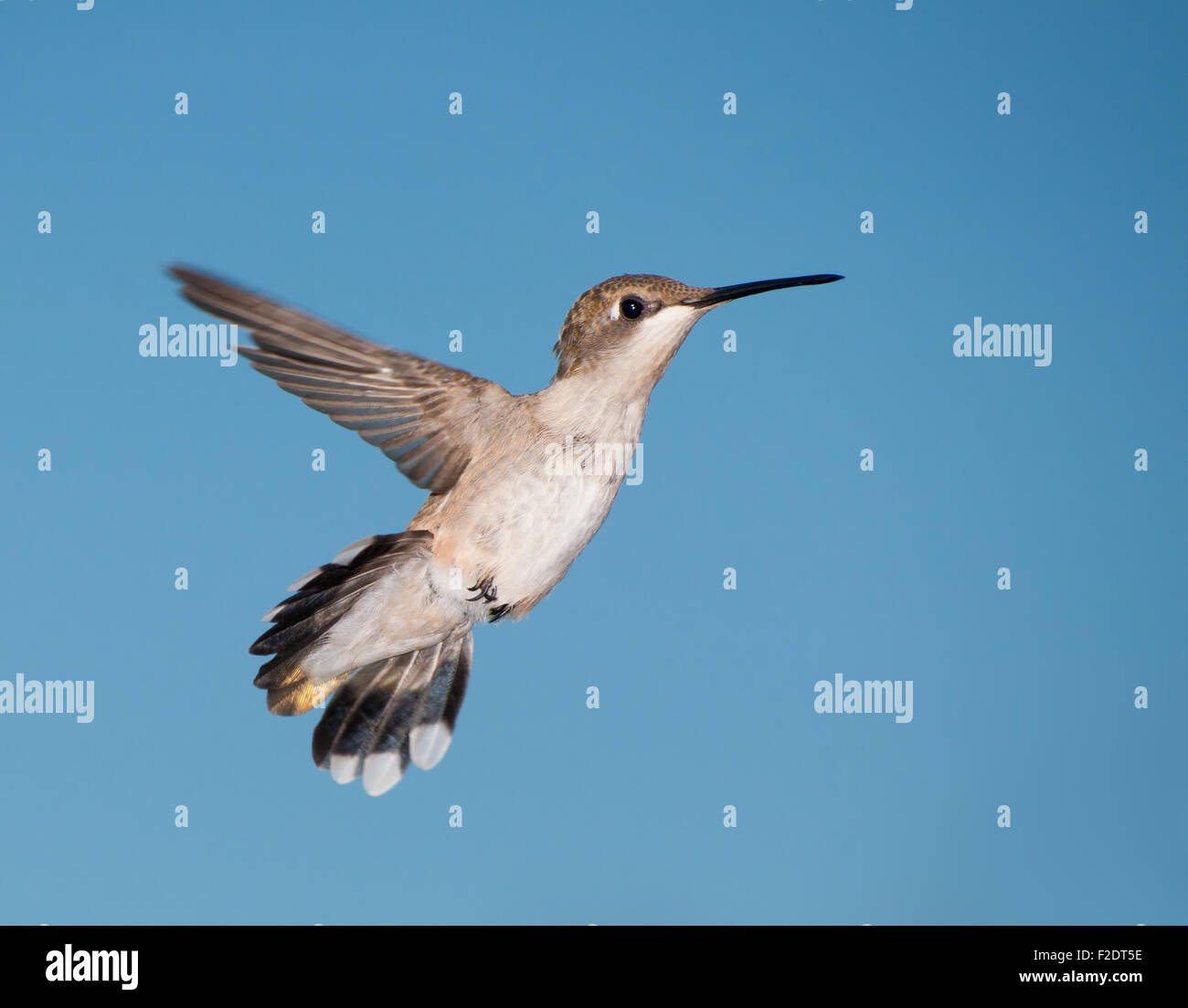 Young Hummingbird in flight against blue sky Stock Photo - Alamy